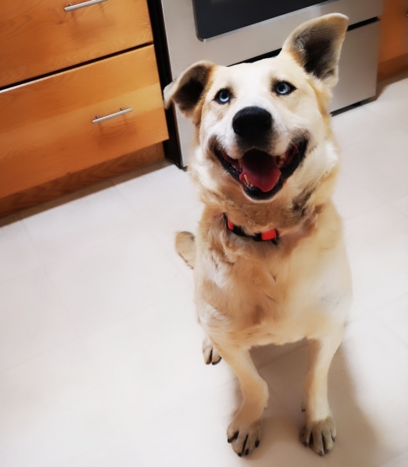 Luna aka Rosalind (2) - Second Chance Animal Rescue Society