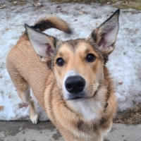 How To Adopt - Second Chance Animal Rescue Society