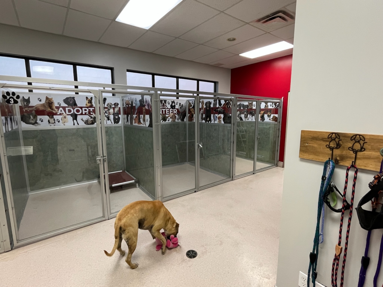 The SCARS Rescue Centre in Morinville - Second Chance Animal Rescue Society