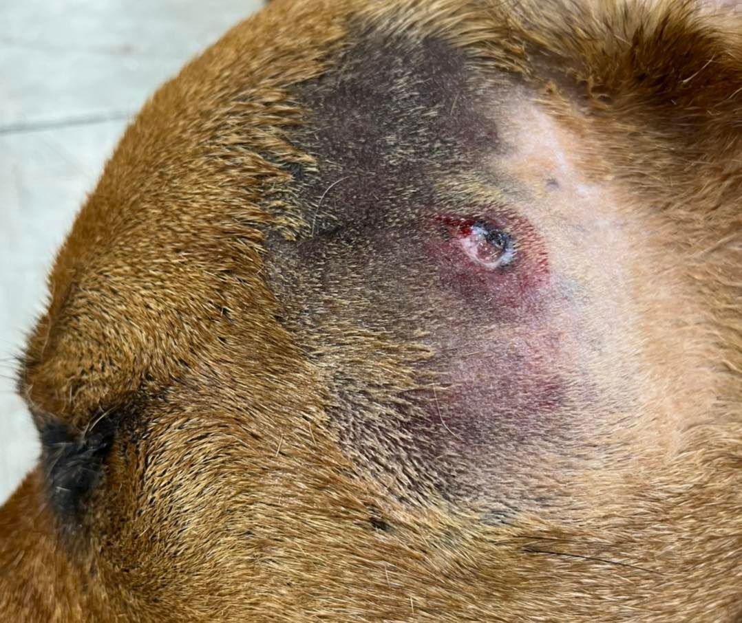 Muskwa-1 - Second Chance Animal Rescue Society