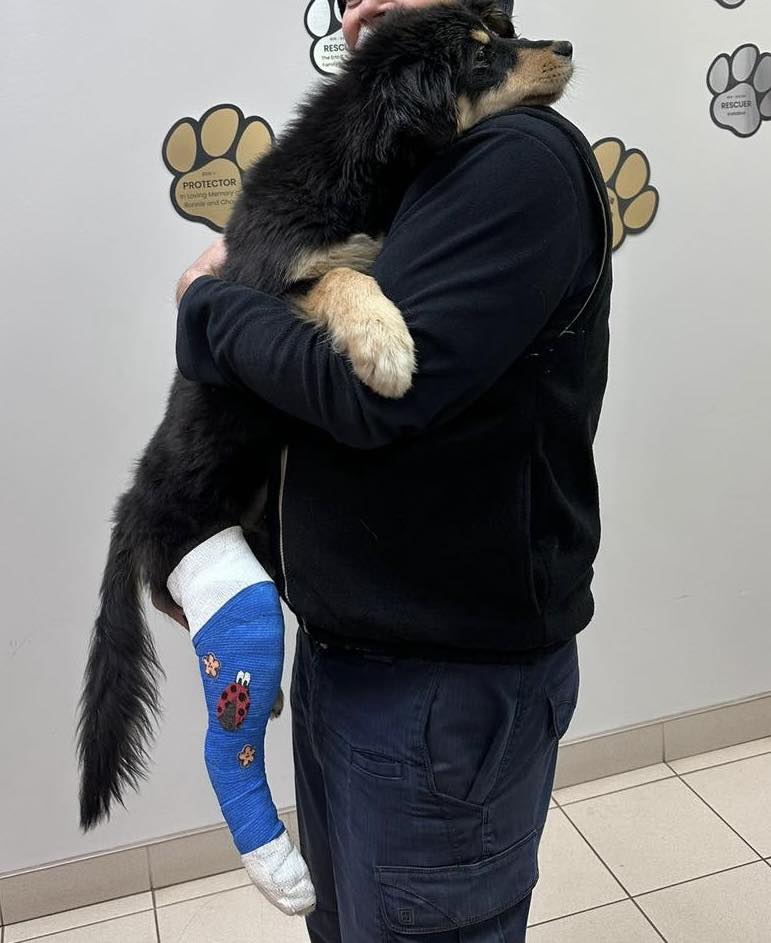 Shelby has a leg fracture - Second Chance Animal Rescue Society