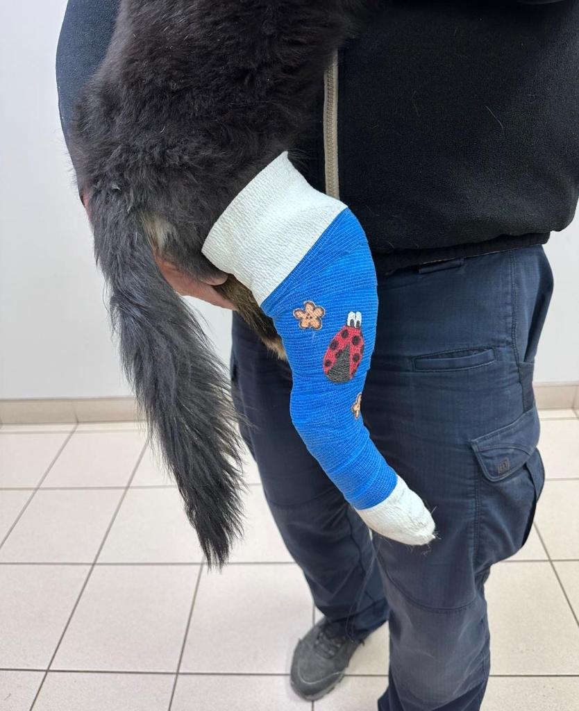 Shelby has a leg fracture - Second Chance Animal Rescue Society