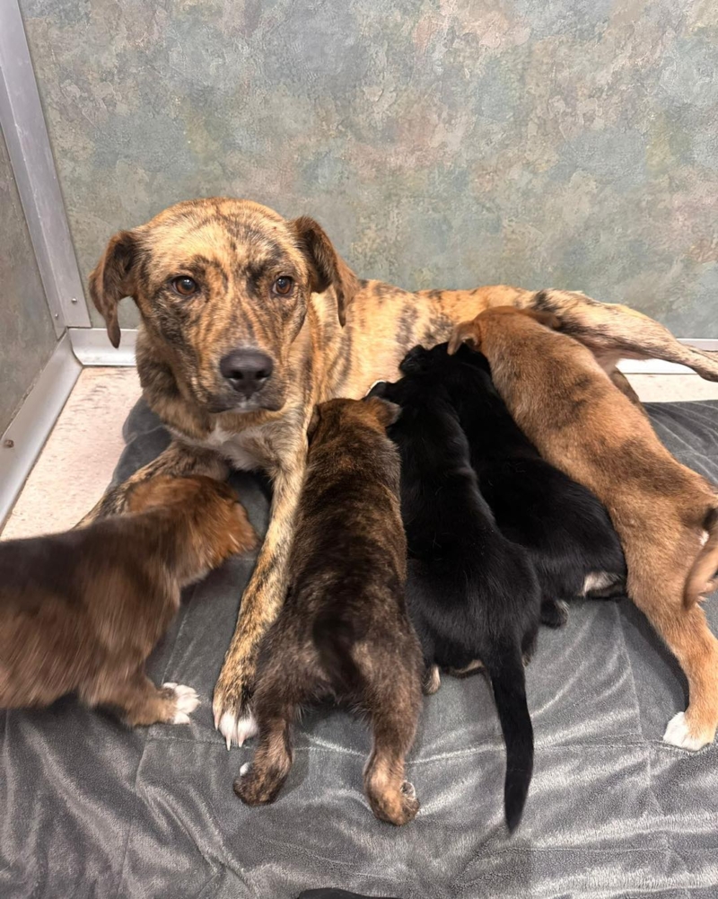 Urgent Appeal for Adoption and Fostering - Second Chance Animal Rescue ...