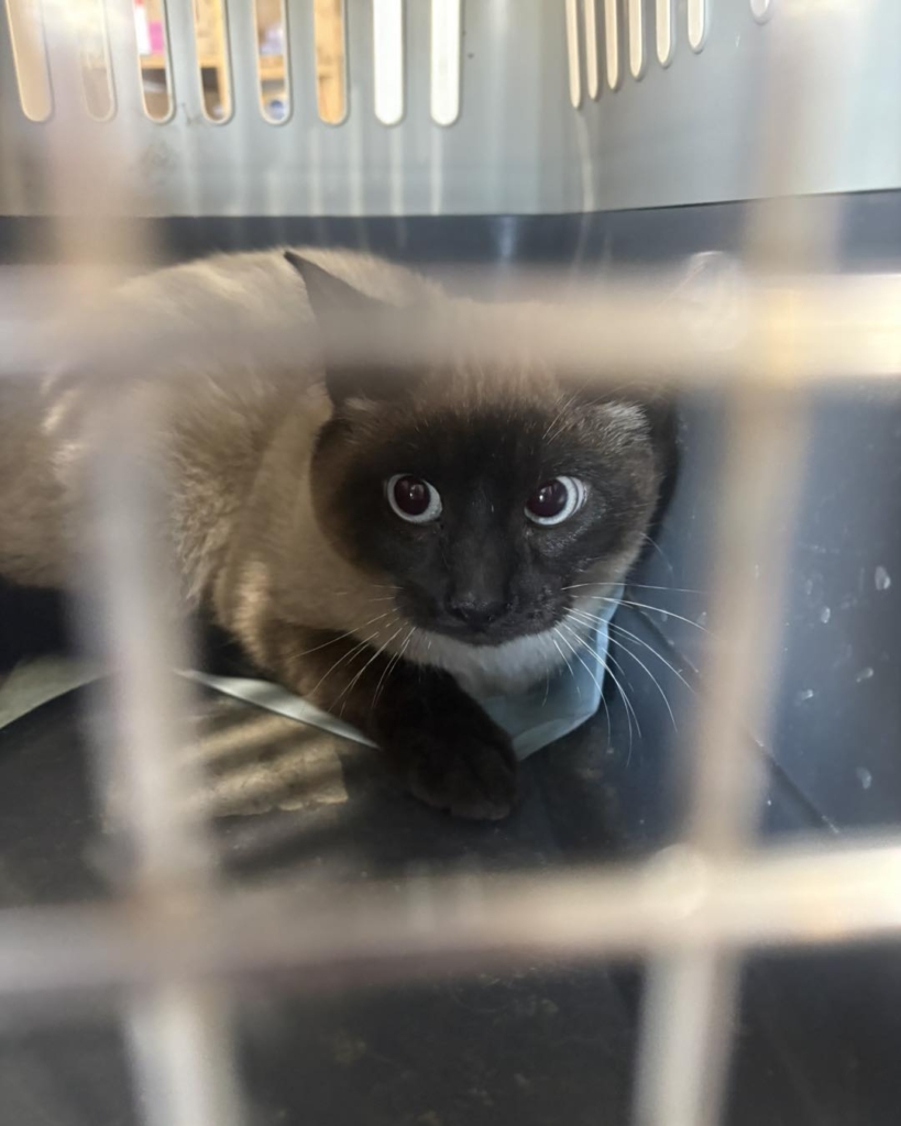 26 cats abandoned at a rental property - Second Chance Animal Rescue ...