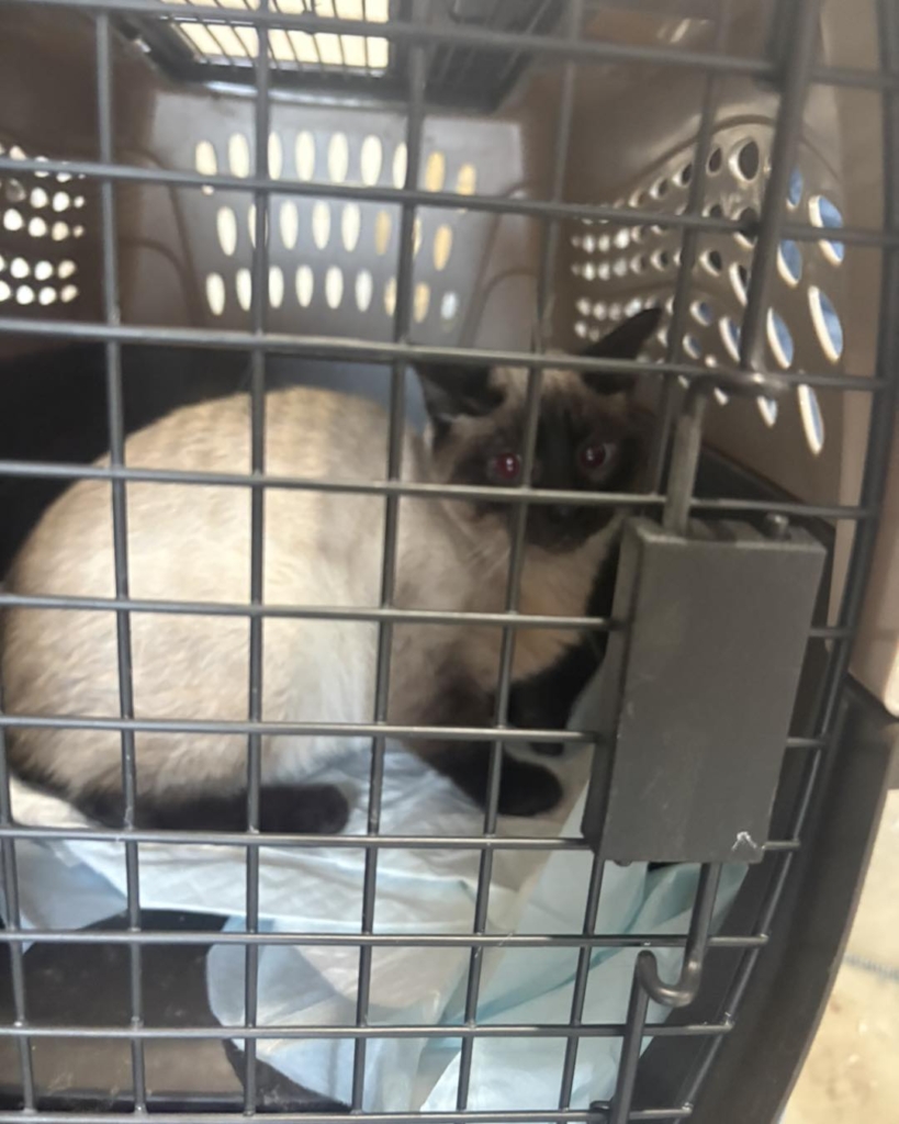 26 cats abandoned at a rental property - Second Chance Animal Rescue ...