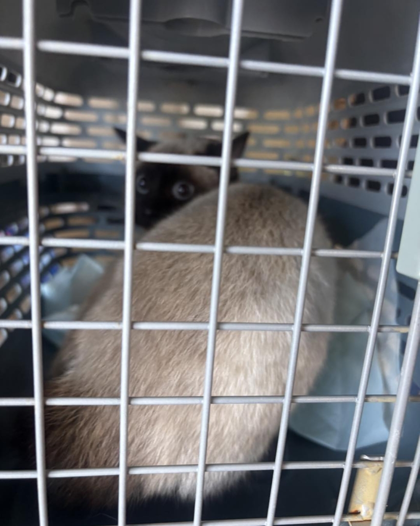 26 cats abandoned at a rental property - Second Chance Animal Rescue ...