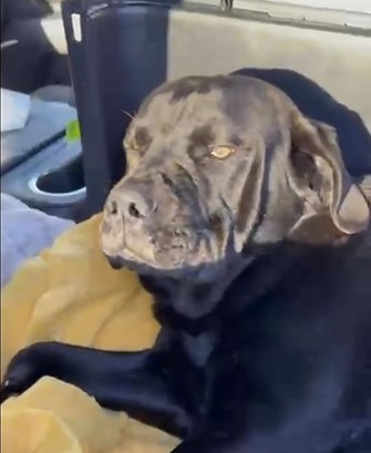 Jack was hit by a vehicle - Second Chance Animal Rescue Society