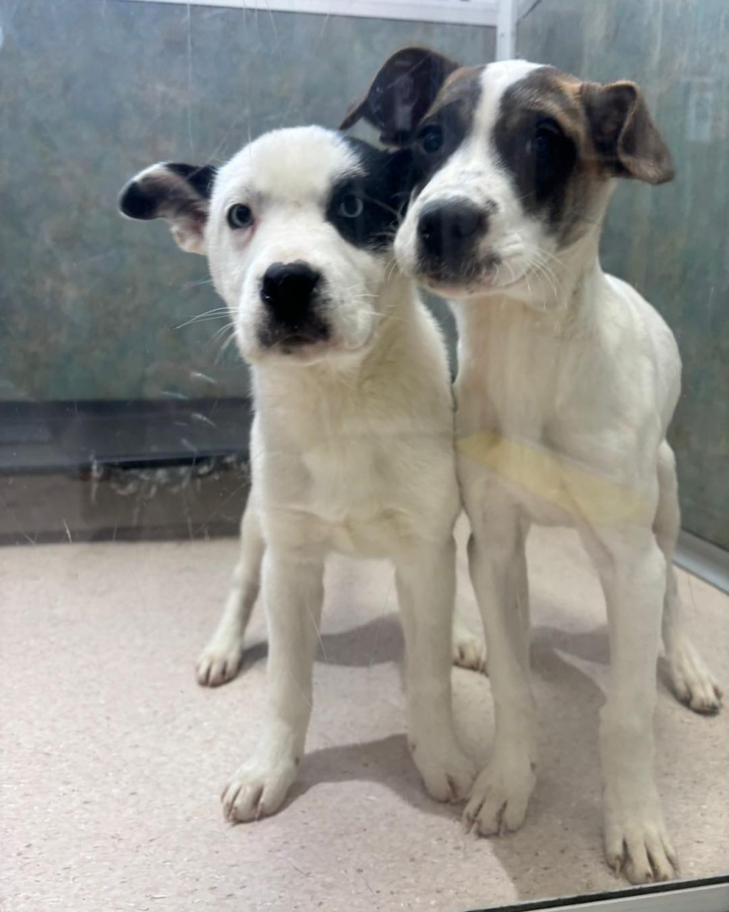 New intakes and SNR - Second Chance Animal Rescue Society