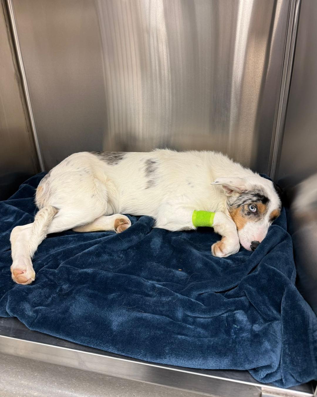 Dixie was kicked by a horse - Second Chance Animal Rescue Society