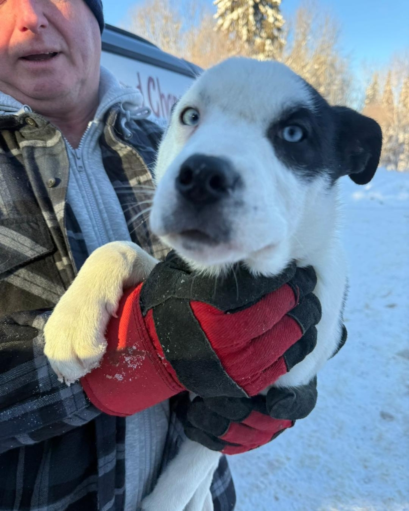 New intakes and SNR - Second Chance Animal Rescue Society