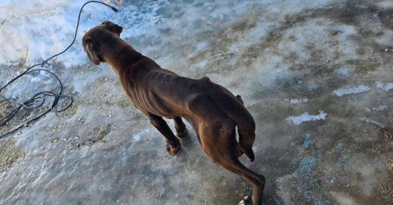 Korbin was emaciated - Second Chance Animal Rescue Society