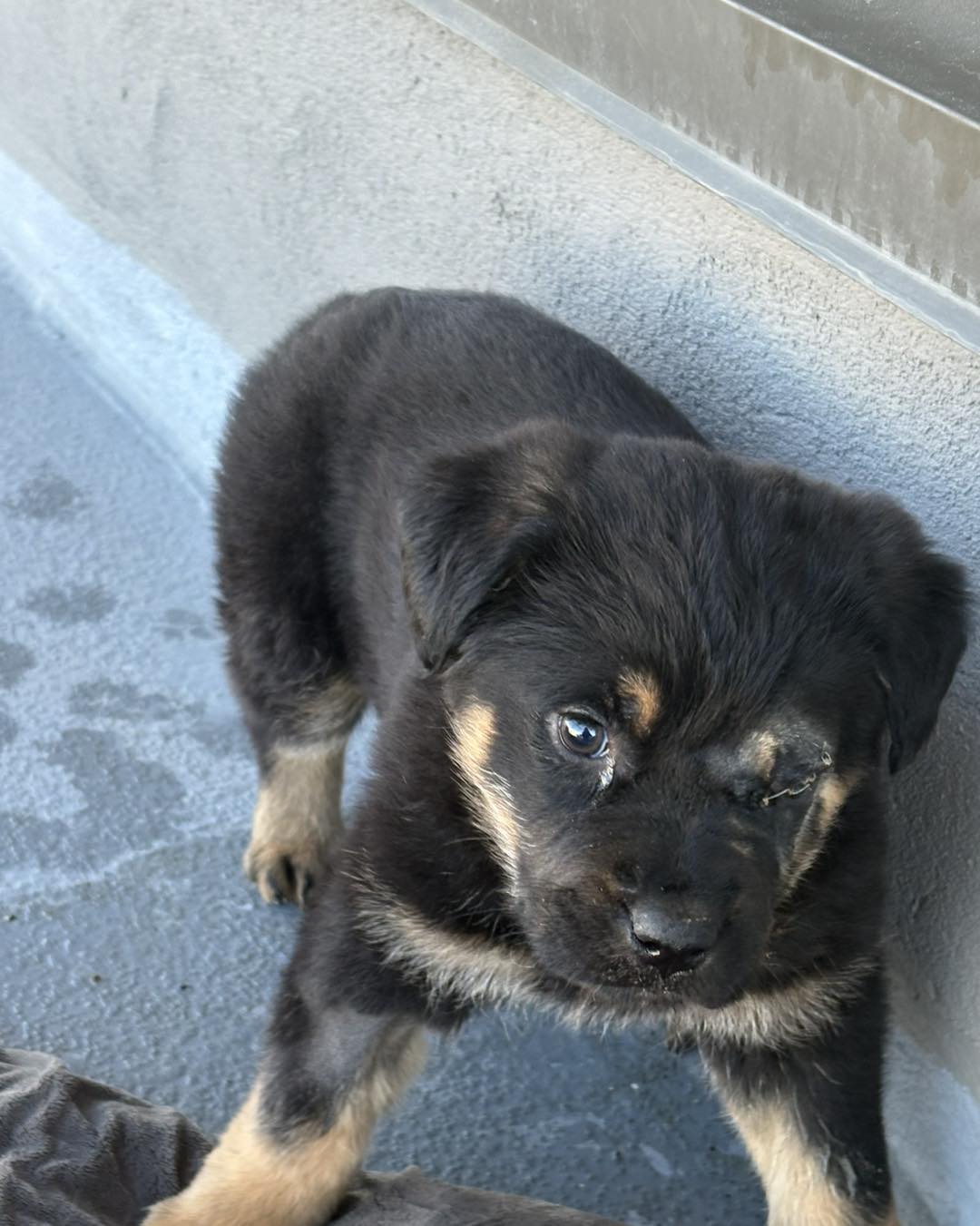 Professor Moody had an eye injury - Second Chance Animal Rescue Society