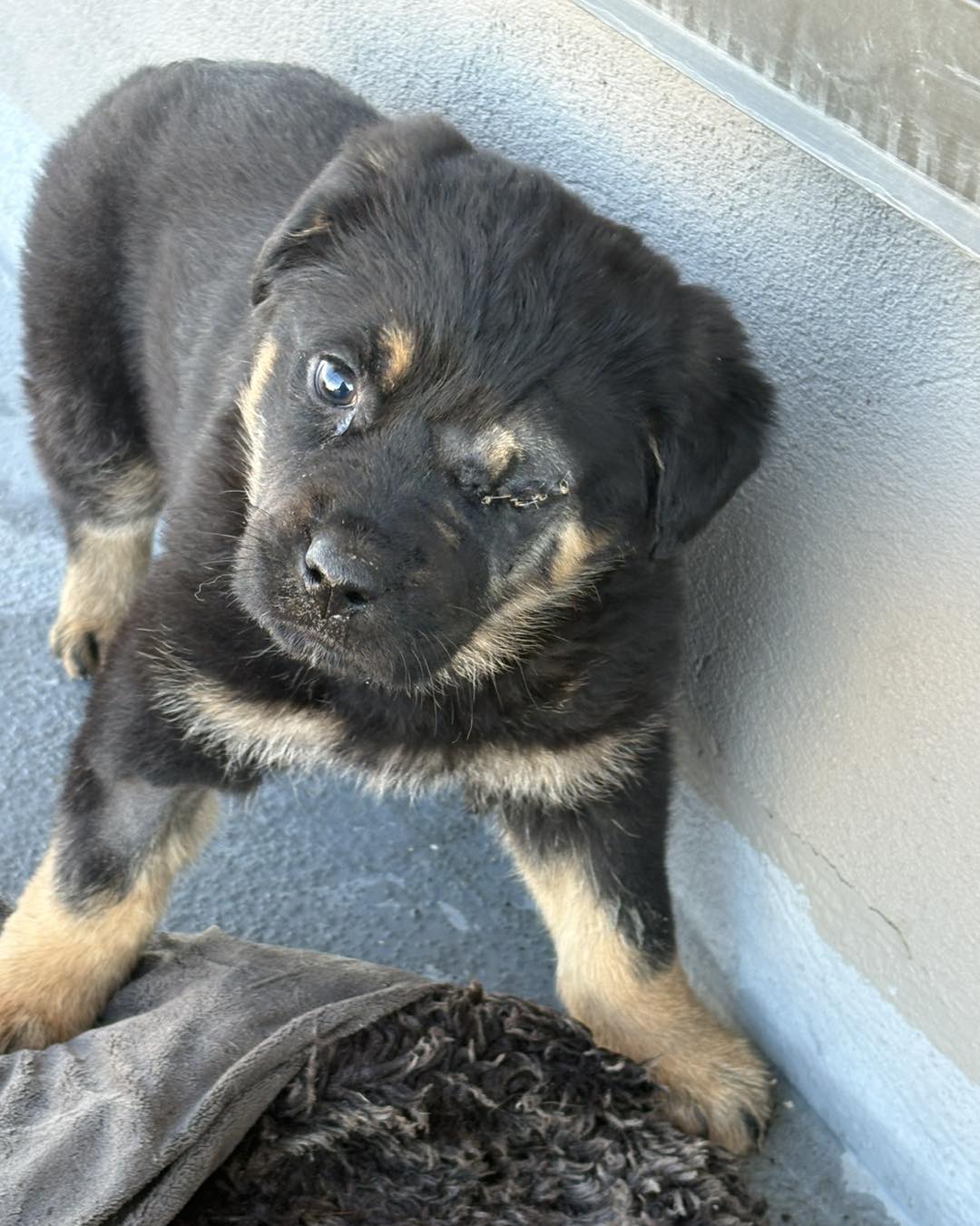 Professor Moody had an eye injury - Second Chance Animal Rescue Society