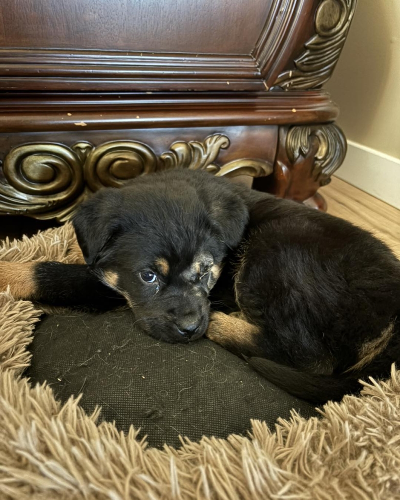 Professor Moody had an eye injury - Second Chance Animal Rescue Society