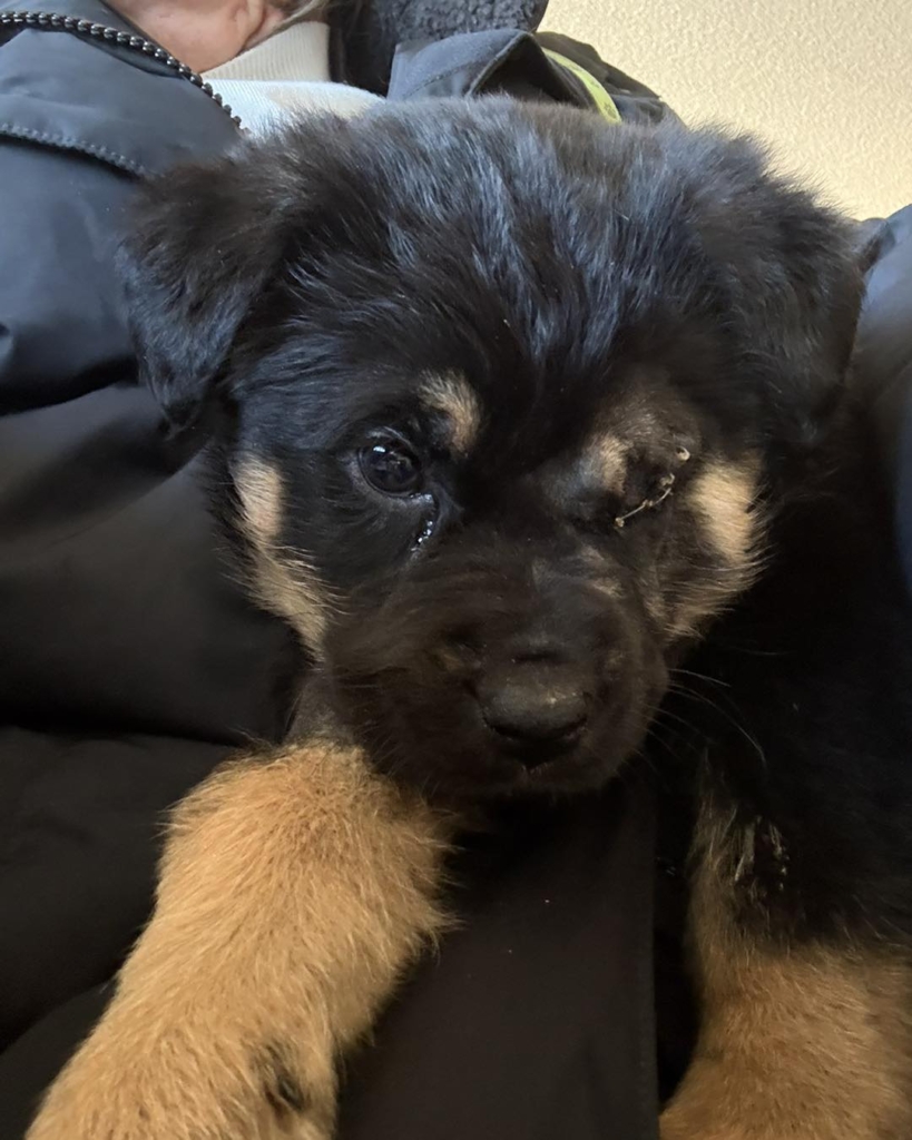 Professor Moody had an eye injury - Second Chance Animal Rescue Society