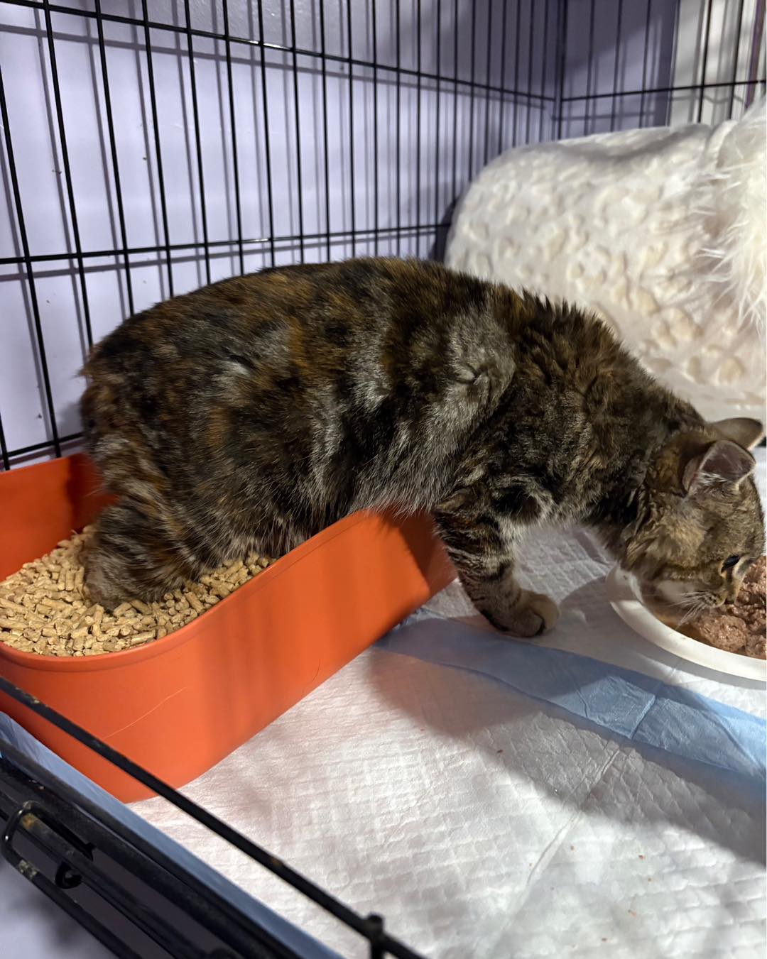 Tasha was found in a dog shelter - Second Chance Animal Rescue Society