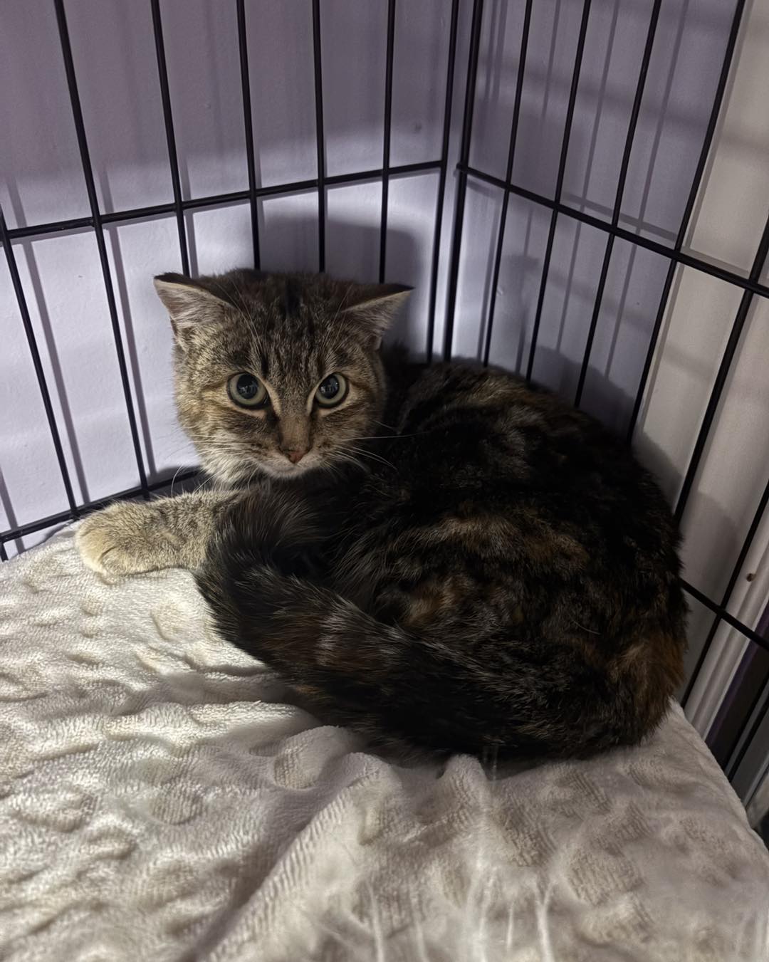 Tasha was found in a dog shelter - Second Chance Animal Rescue Society