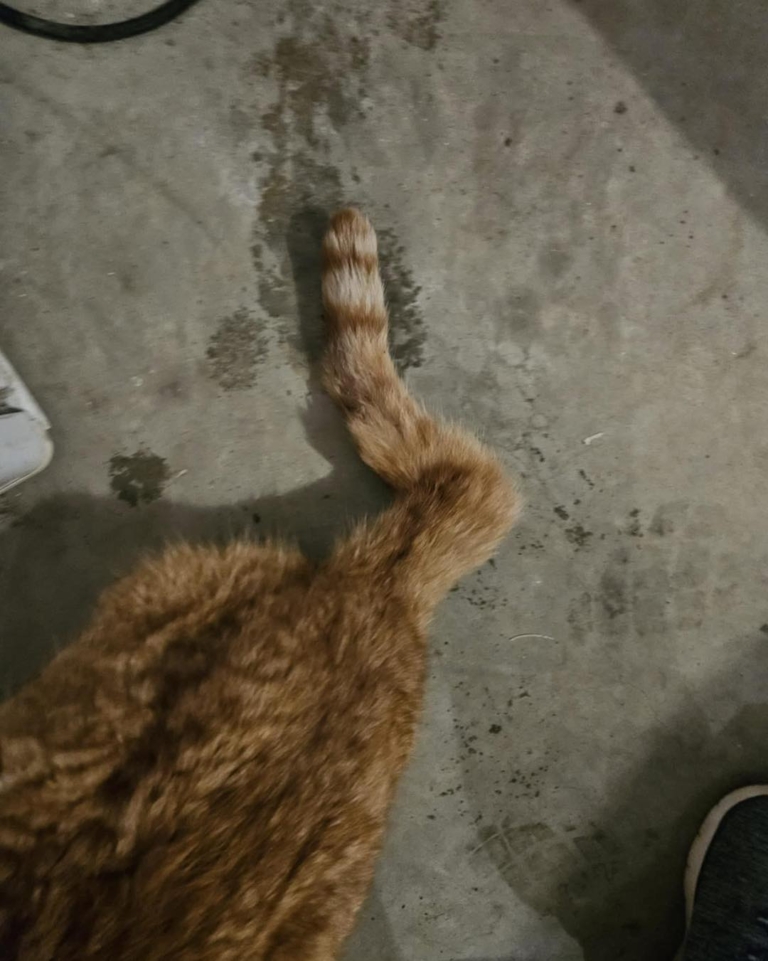 Toby was emaciated and injured - Second Chance Animal Rescue Society